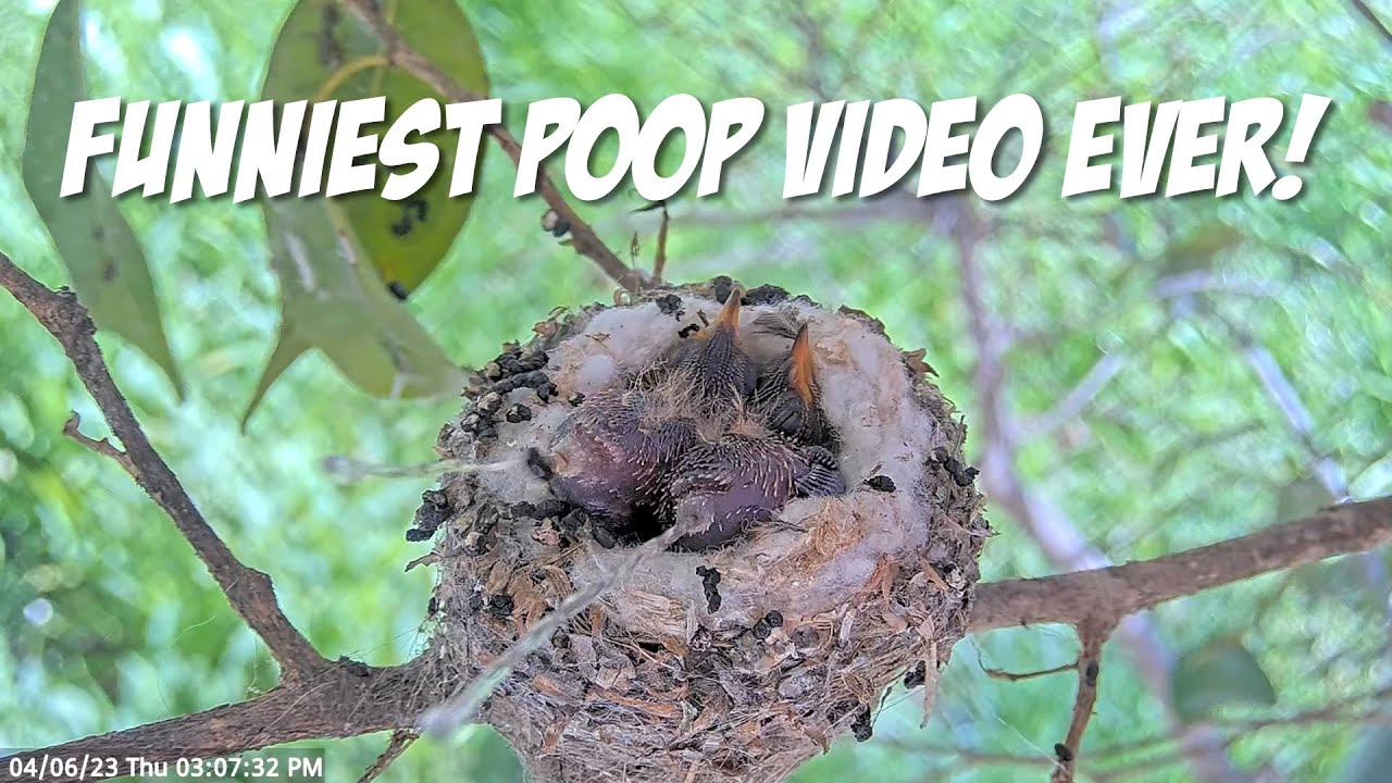 WOW! Watch Chicks Shoot Poops Out of Nest with Funny Sounds! - YouTube