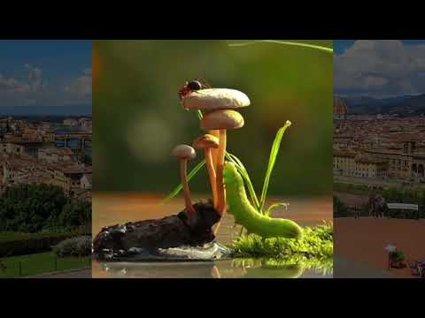 ШЕЪРЛАРДАН ҲАМ ТИНГЛАБ ТУРИНГ!// ХАЙРУЛЛА ҲАМИДОВДАН ЯНГИ ШЕЪРЛАР ТУРКУМИ