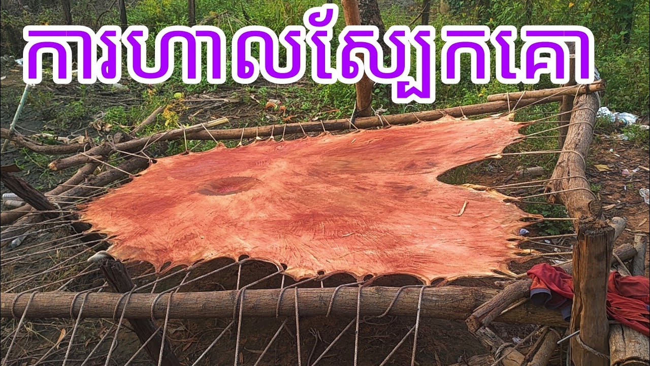 ការហាលស្បែកគោ_មុននឹងយកទៅឆ្លាក់ជារូប_Drying of cowhide _ before carving ...
