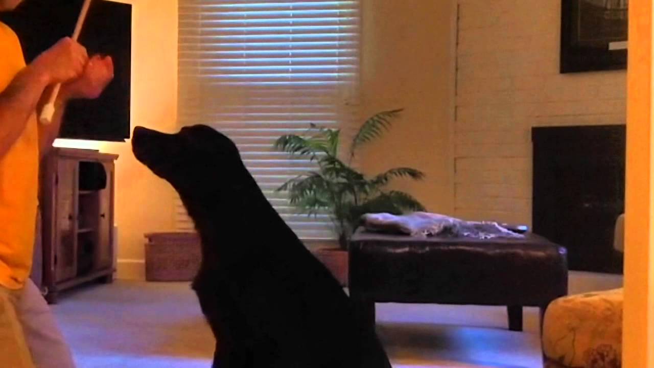 Lab Clicker Training: "Sit Pretty" or "Beg" - YouTube