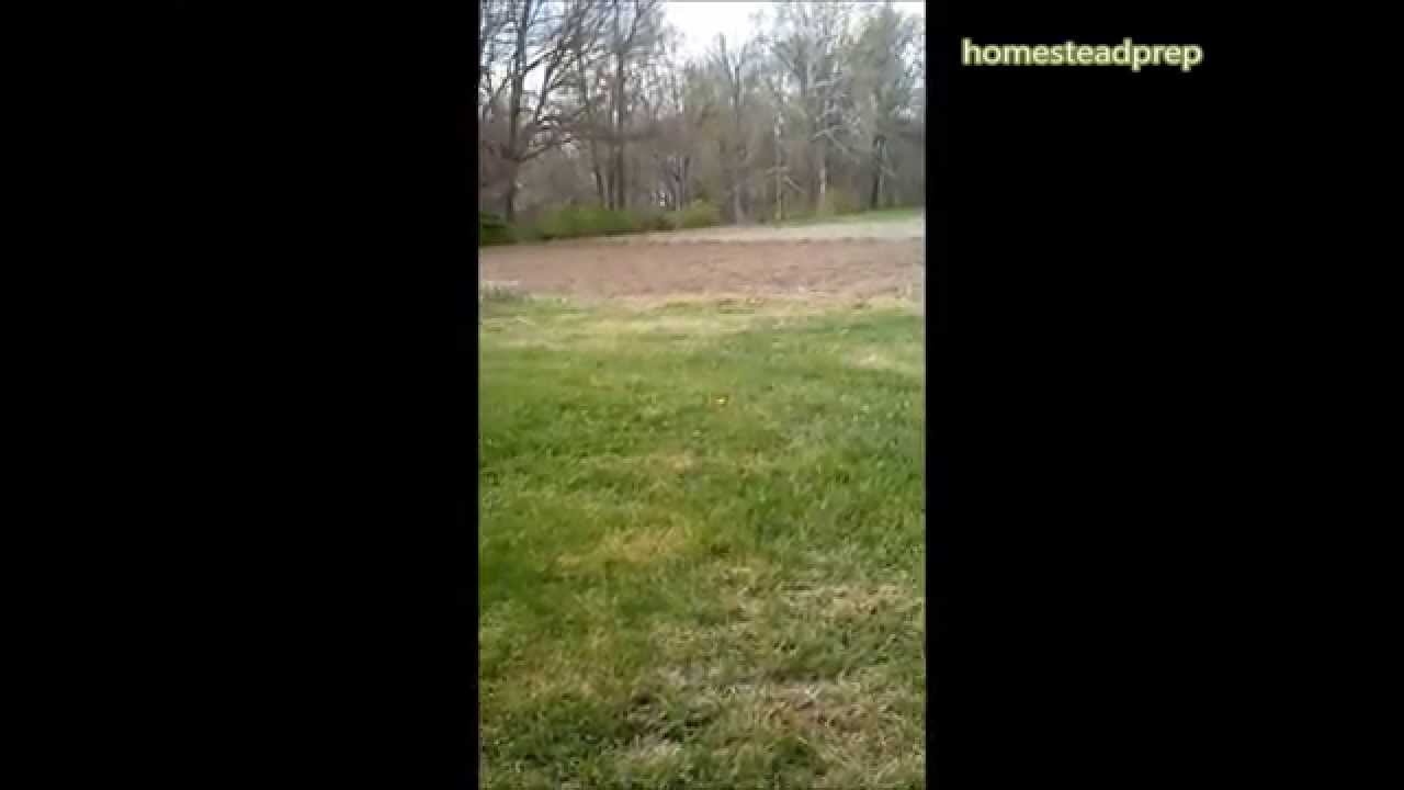 chicken poo and sweet corn - YouTube