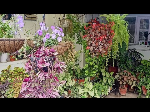14 different plants in Hanging Baskets//Types of Hanging Baskets ...
