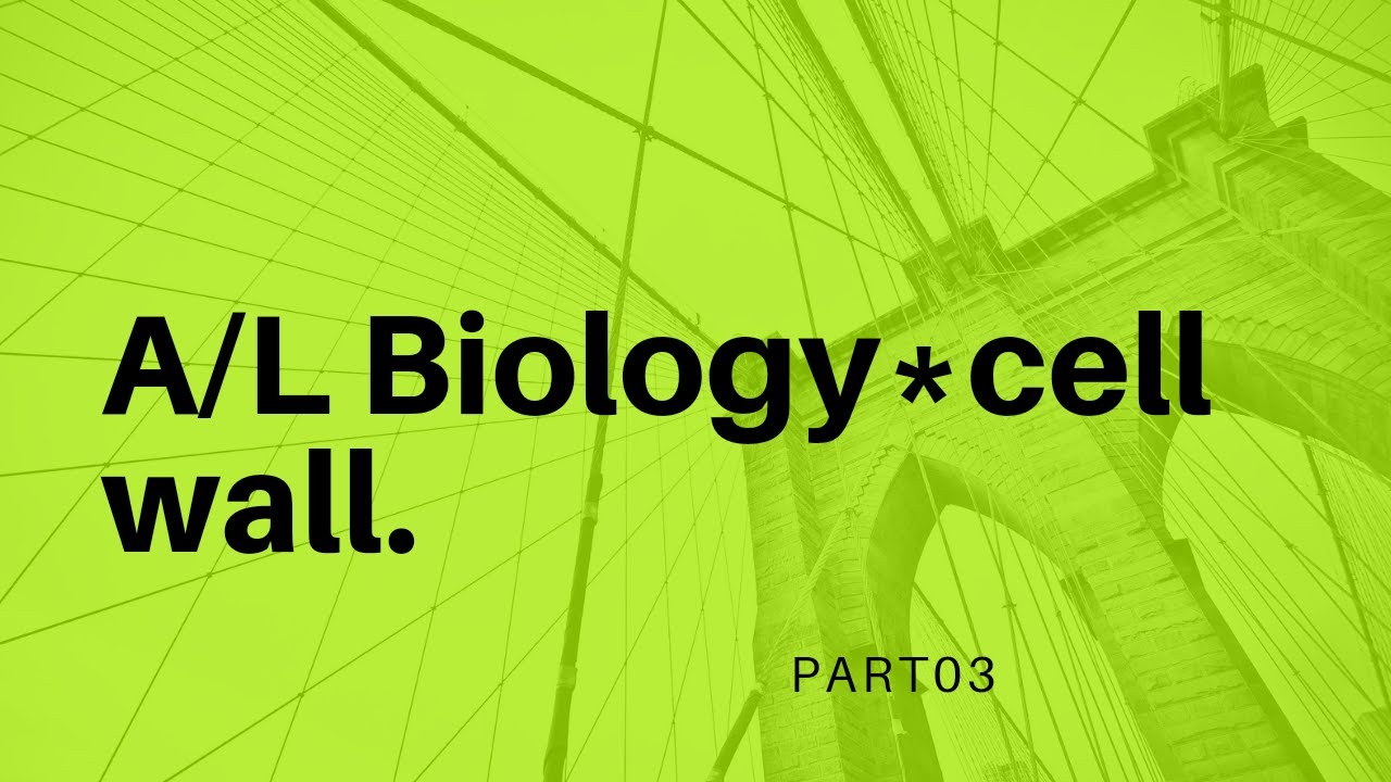 A/L biology---cell wall (sinhala) - YouTube