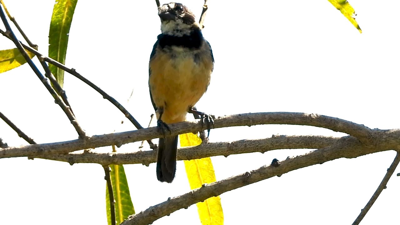 Coleiro-do-brejo: Chamando! (Sporophila collaris) Rusty-collared ...