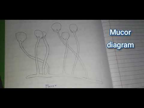 how to draw fungi | Mucor diagram | for std 8th | म्युकॉर की तस्विर ...