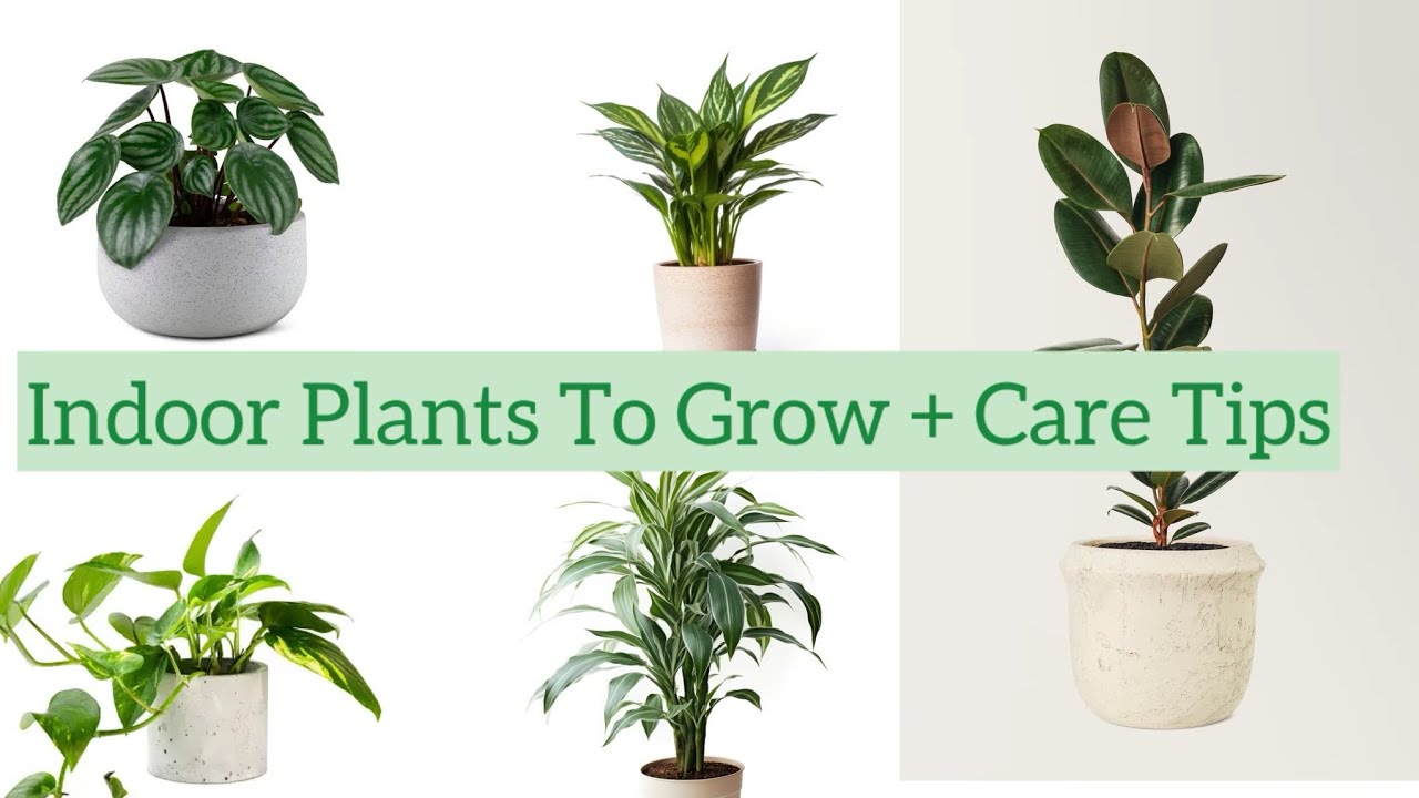 20 Best Indoor Plants For Beginners | Plants To Grow At Home | Care ...