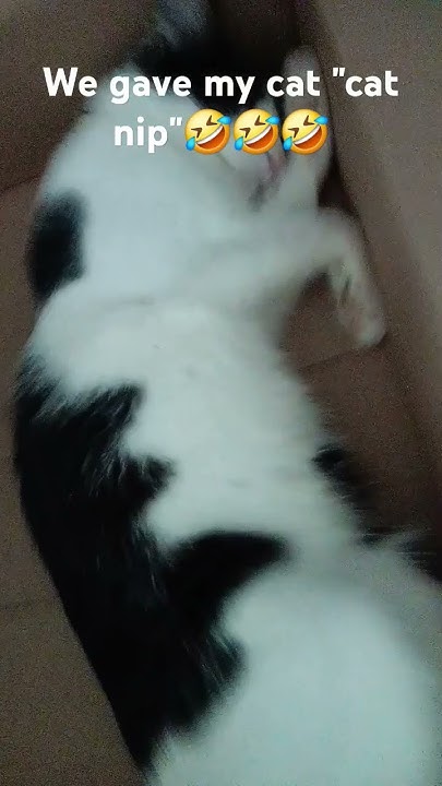 we gave my cat "cat nip" #catnip #amimals #adorable - YouTube