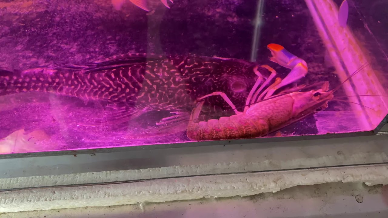 crayfish eating fish - YouTube