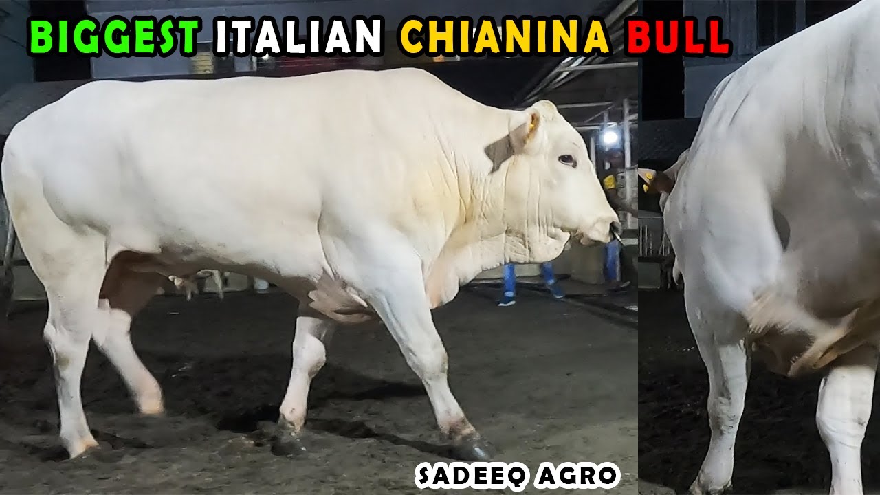 Italian Chianina Bull Romeo | Sadeeq Agro 2021 Collection | Worlds ...