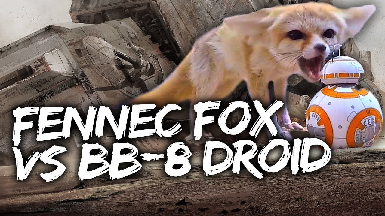 Fennec Fox VS BB 8 Droid - YouTube