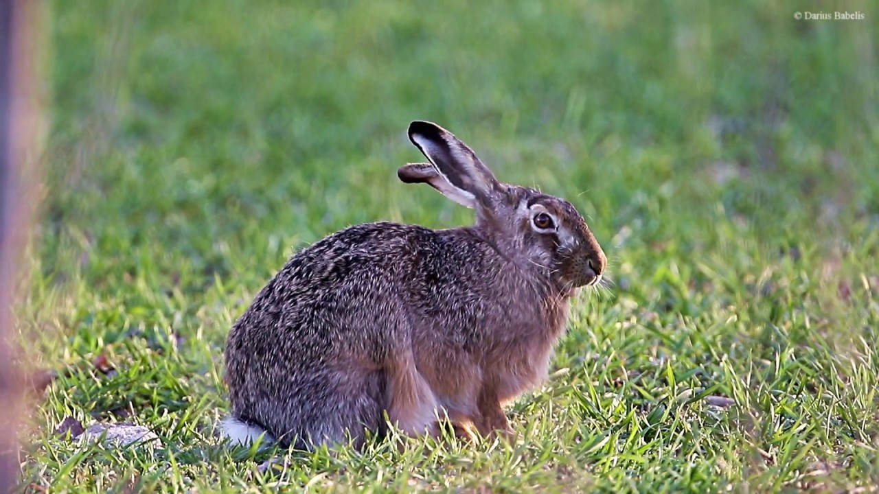 Pilkasis kiškis (Lepus europaeus) - YouTube