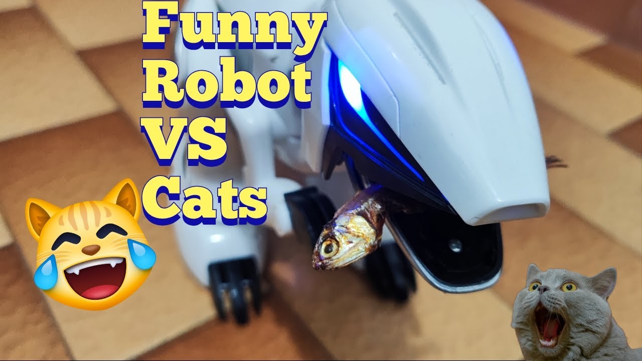 Funny Robot Vs Stray Cats 😂 #cat #cats #funny - YouTube