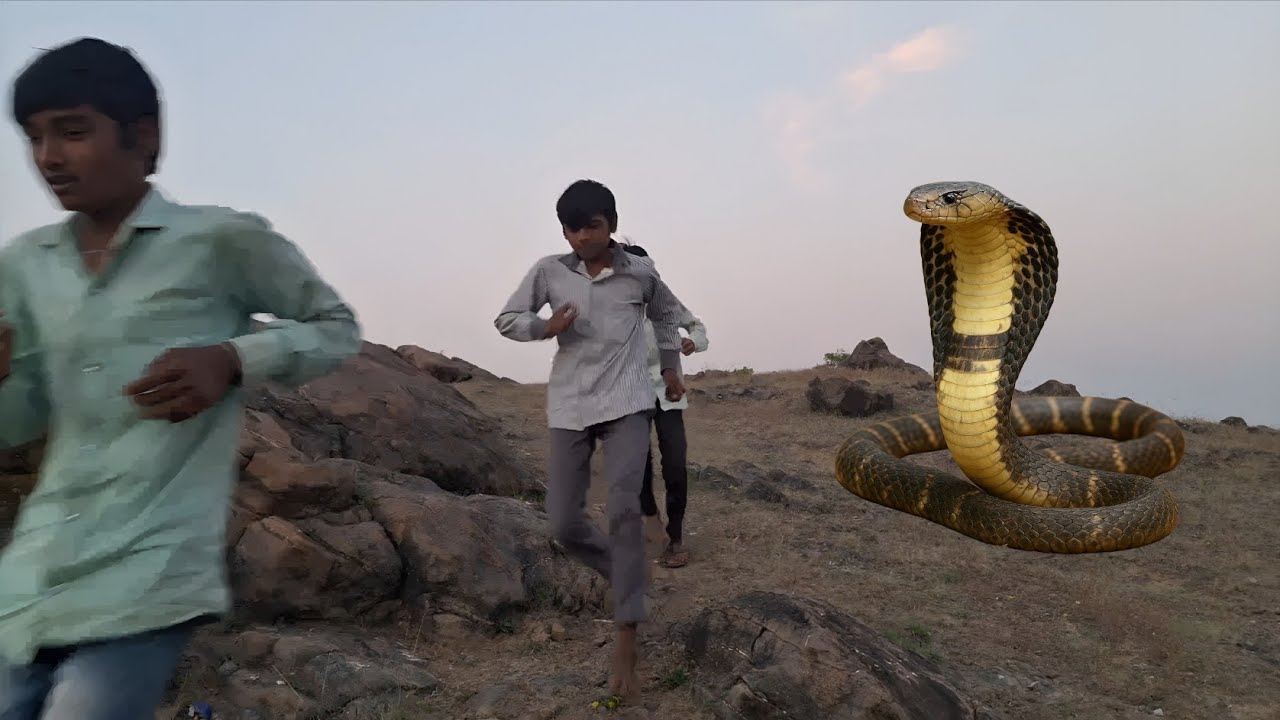 🐉🐉Dangerous snake🐉🐉 Oscar.#kingcobra #animals #nagin - YouTube
