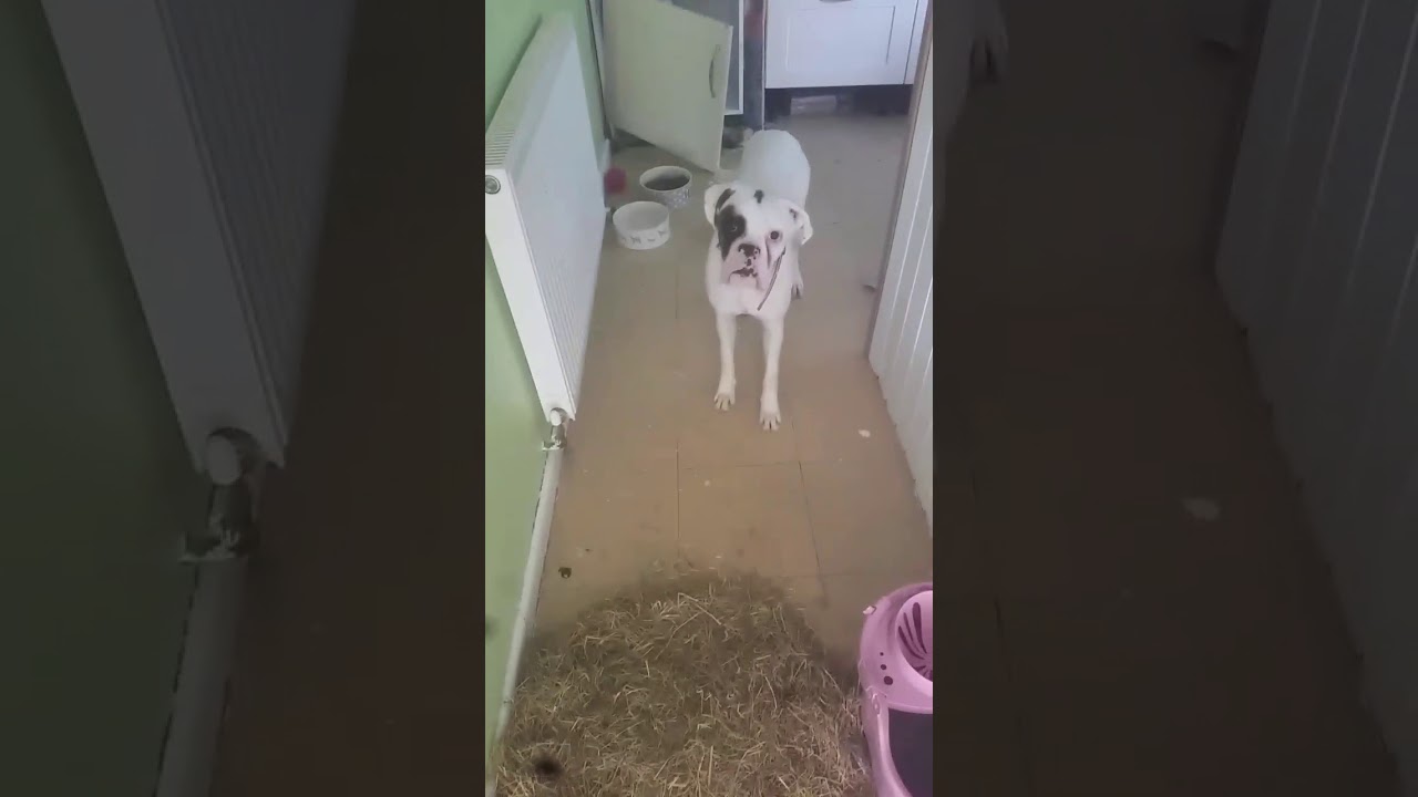 Boxer dog made a mess while he was alone | CONTENTbible - YouTube