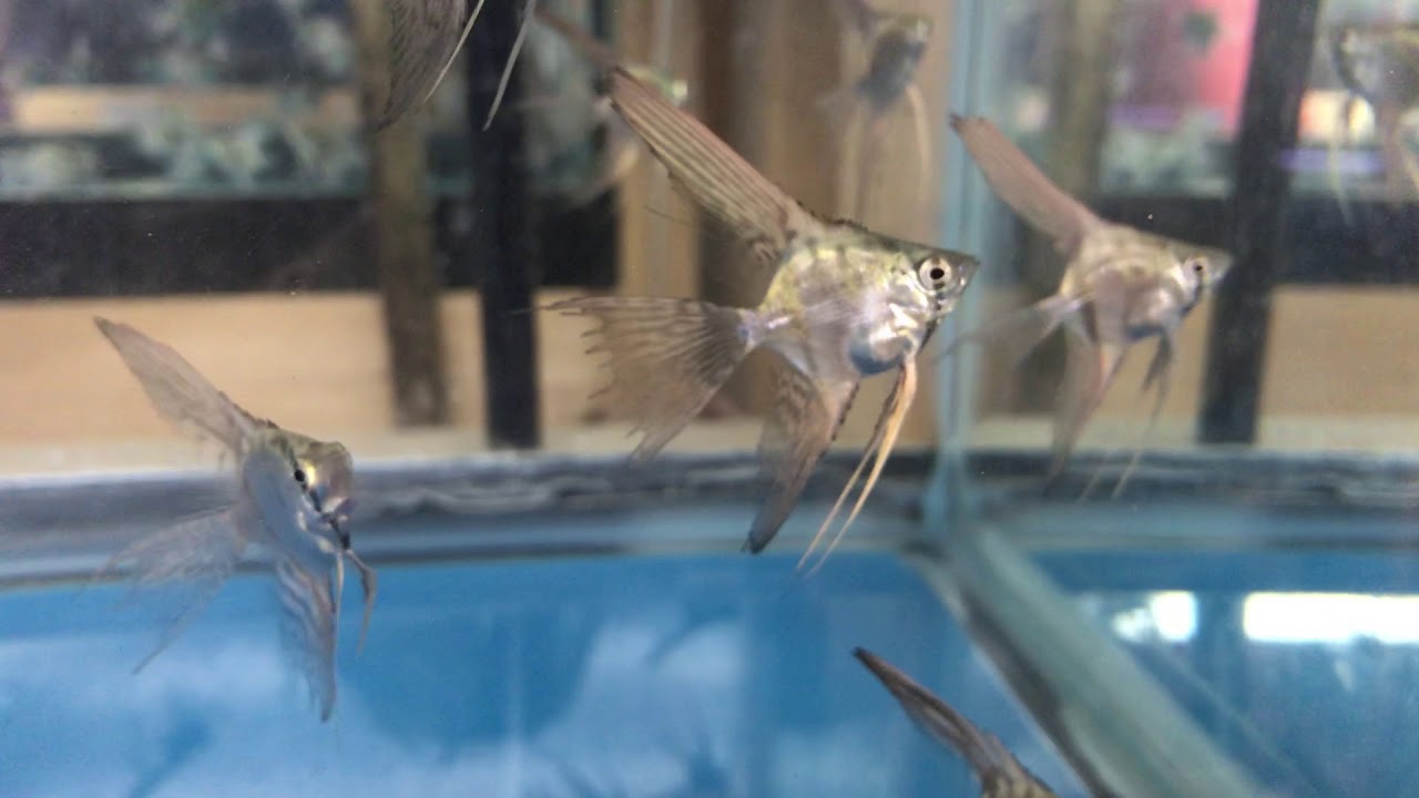 Blue Zebra Super Veil Angelfish - YouTube