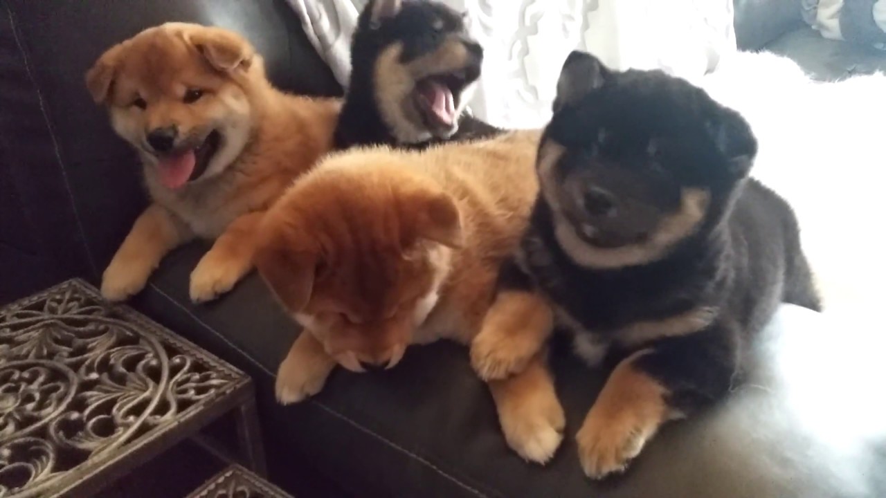 Shiba pups love the cold couch - YouTube