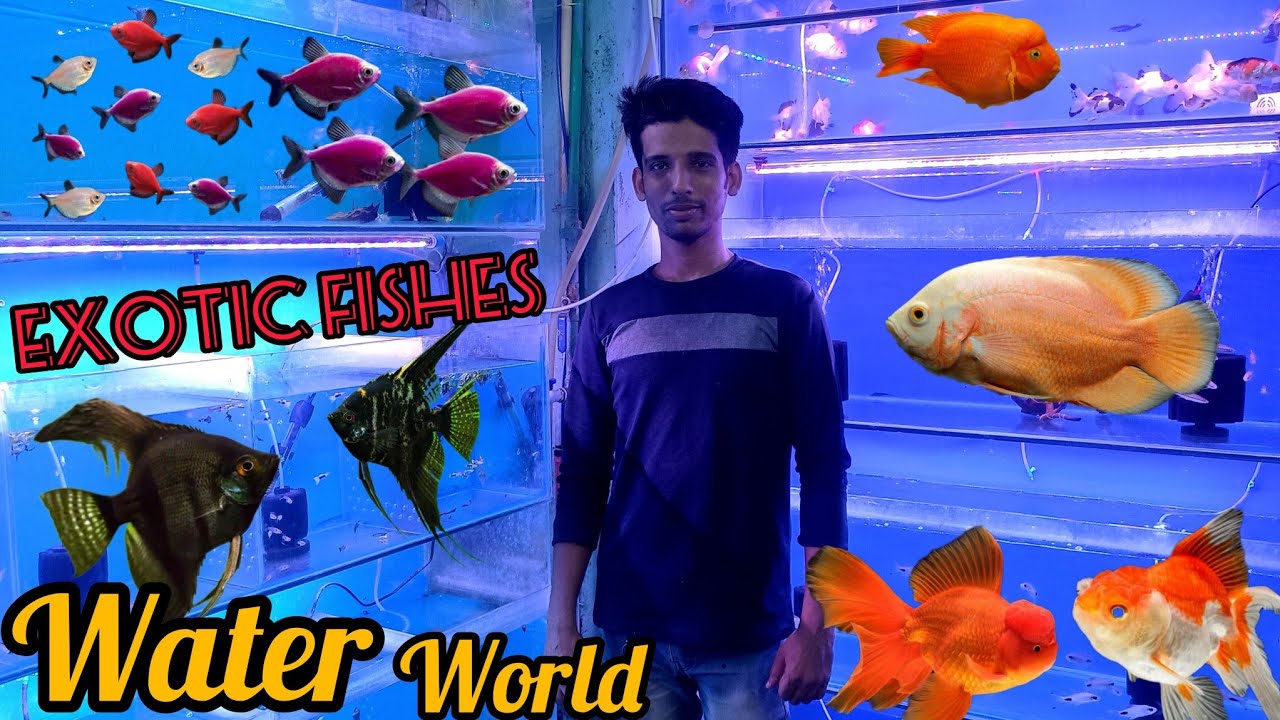 Delhi Water World Fish Aquarium Exotic Shipment 😱 All Are Rare Variety ...