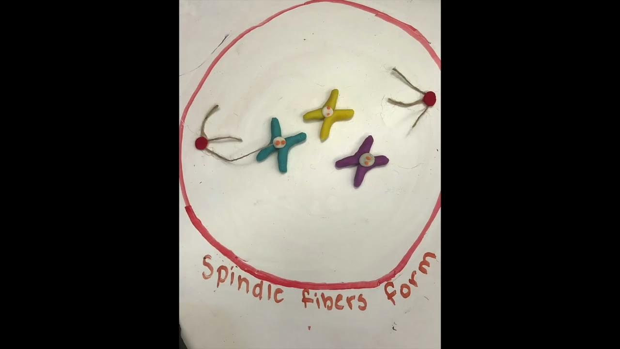 Mitosis Stop-Motion Video - AP Biology - YouTube