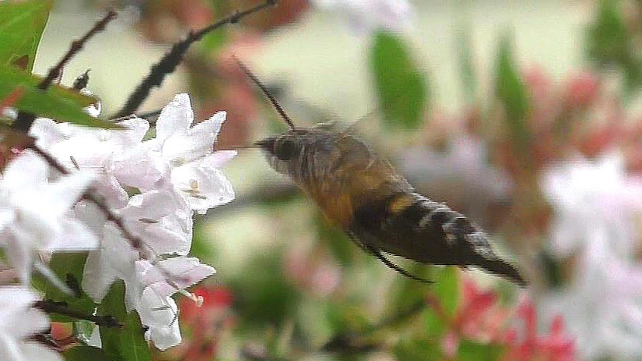 Hummingbird Hawk Moth - Australia - YouTube