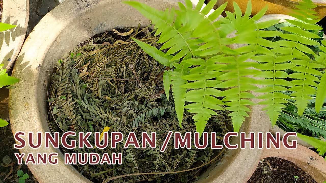 SUNGKUPAN YANG MUDAH DAN BERKESAN DI PASU POKOK - SIMPLE MULCHING - YouTube