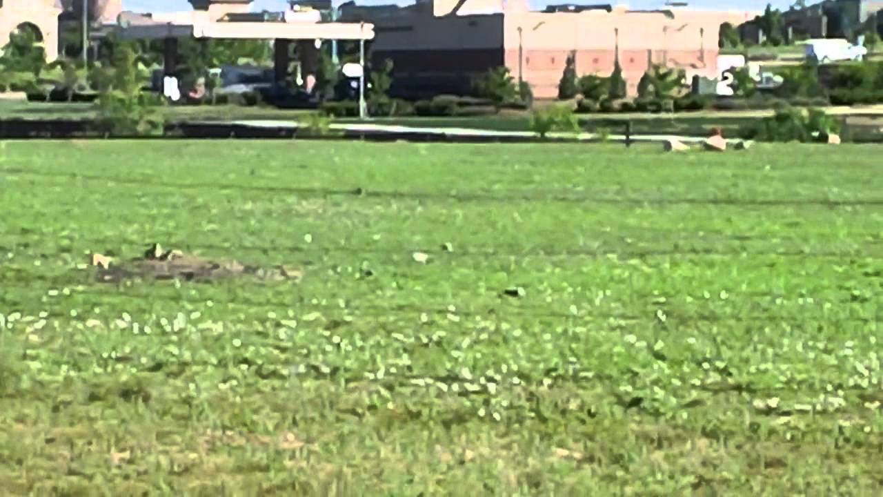 scaring the crap out of ground hogs with a hawk whistle in colorado ...