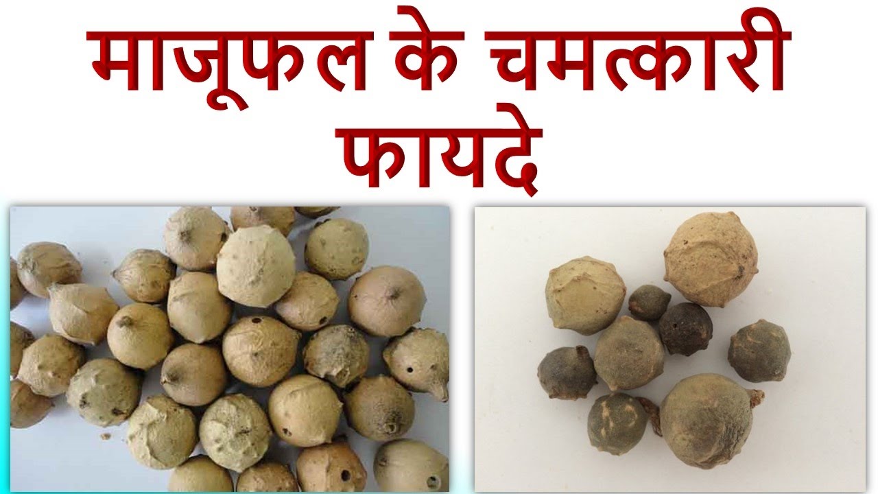 Miraculous Benefits of Nut : माजूफल के चमत्कारी फायदे - YouTube