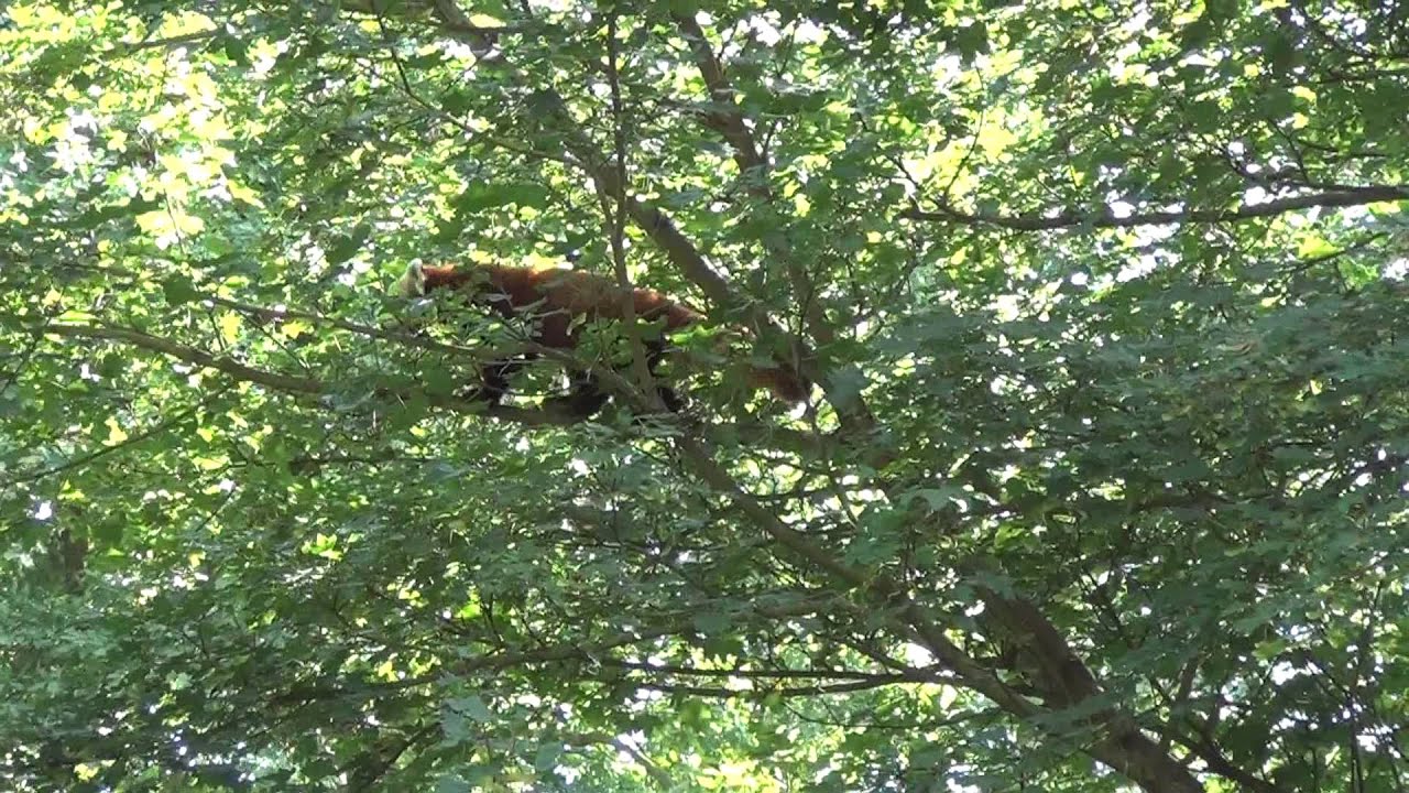 Red Panda in Zoo Opole Panda ruda w Zoo Opole - YouTube