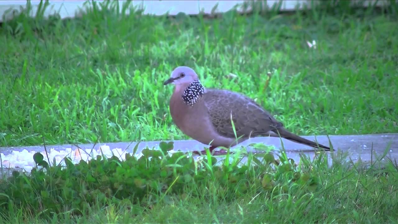 Fat Pigeon Eating - 40x zoom 200x zoom JVC HM670 camcorder zoom test ...