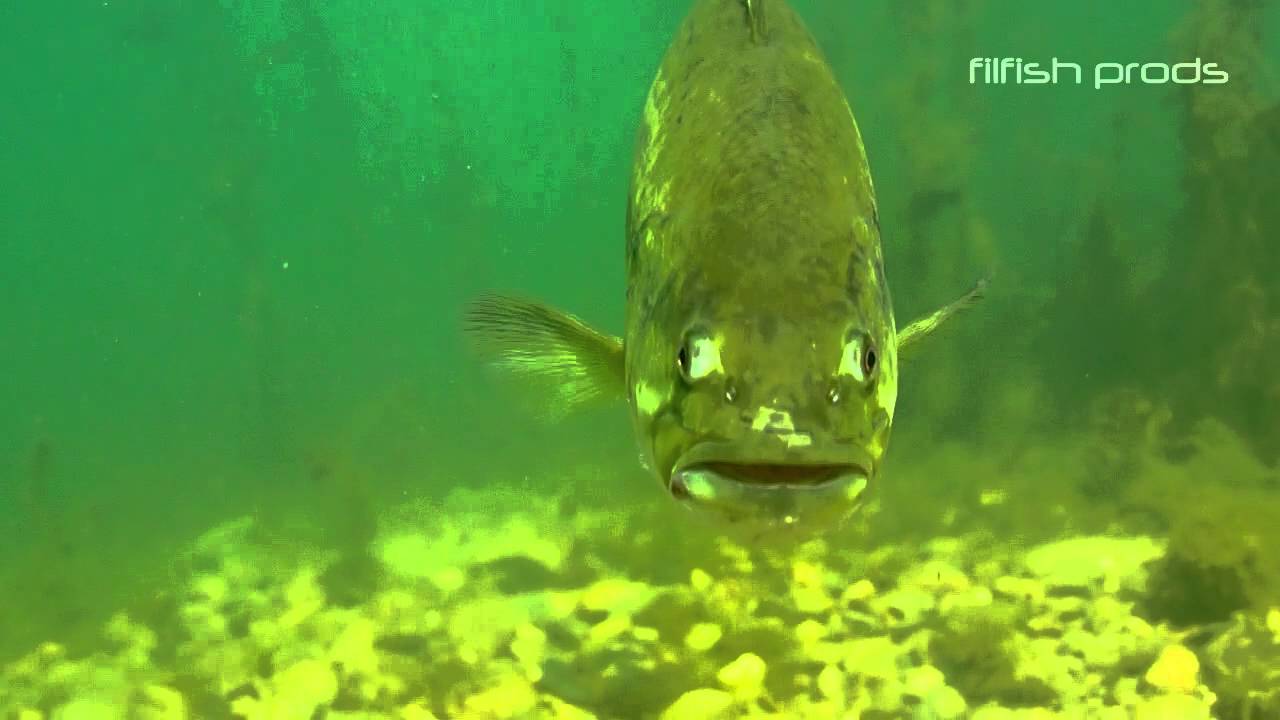 Black bass attack camera - YouTube