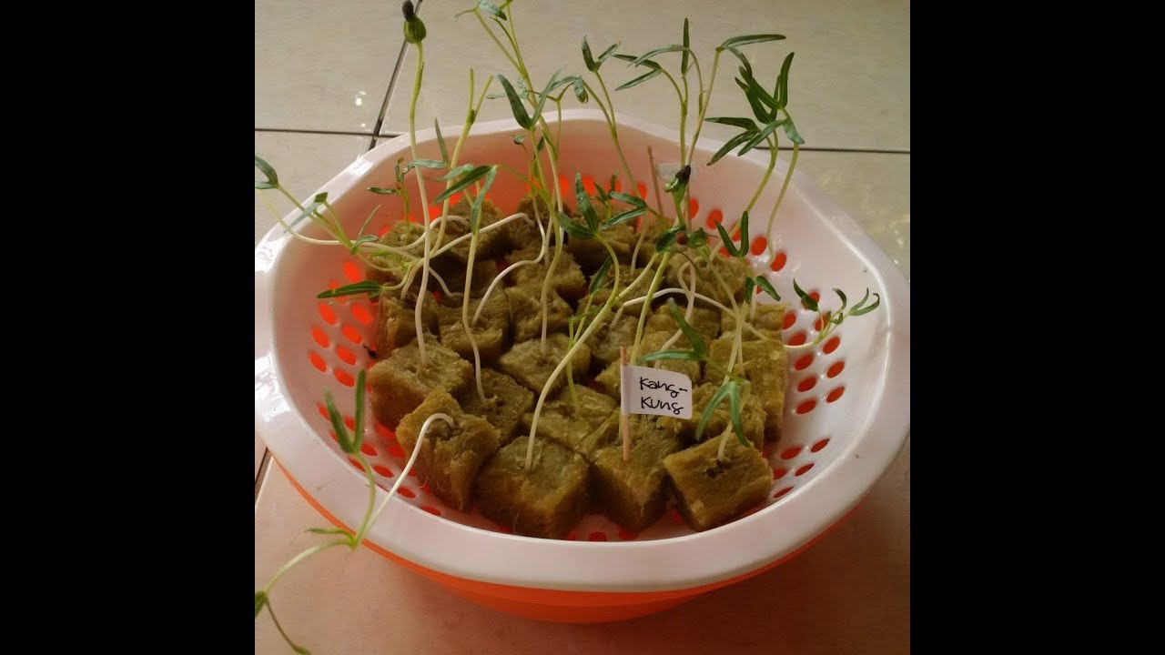 ETIOLASI ALIAS KUTILANG : Pentingnya Cahaya Matahari Sejak Dini # ...