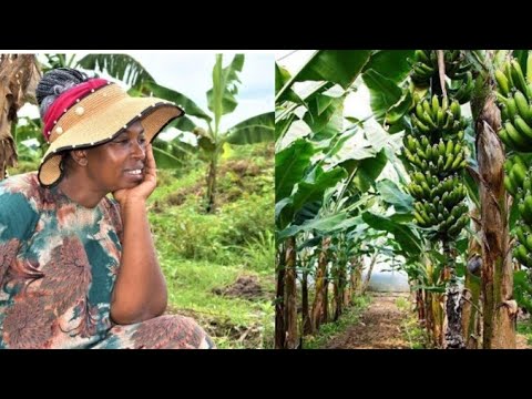 Step ku Step Mukulima Amatooke agaleeta Amagoba - Grace Bwogi - YouTube