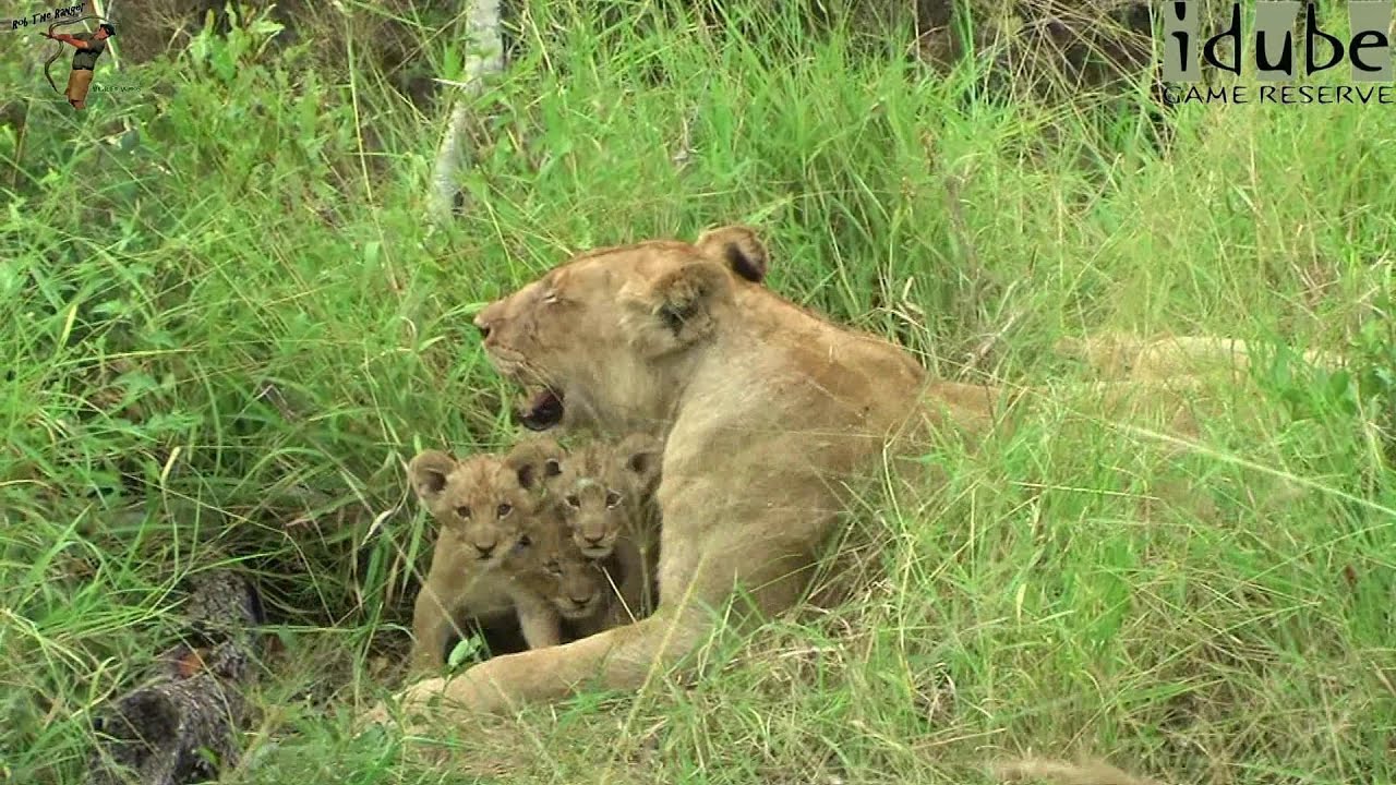 New Lion Cubs In The Wild - YouTube