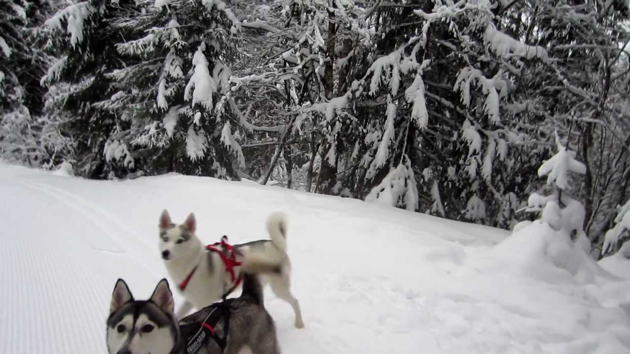 Ski-racing with Siberian Huskies - YouTube