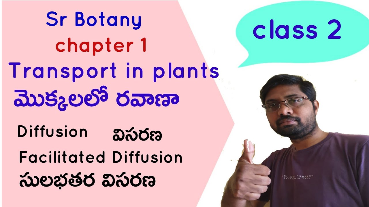 Transport in plants|మొక్కలలో రవాణా|Diffusion విసరణ|Facilitated ...