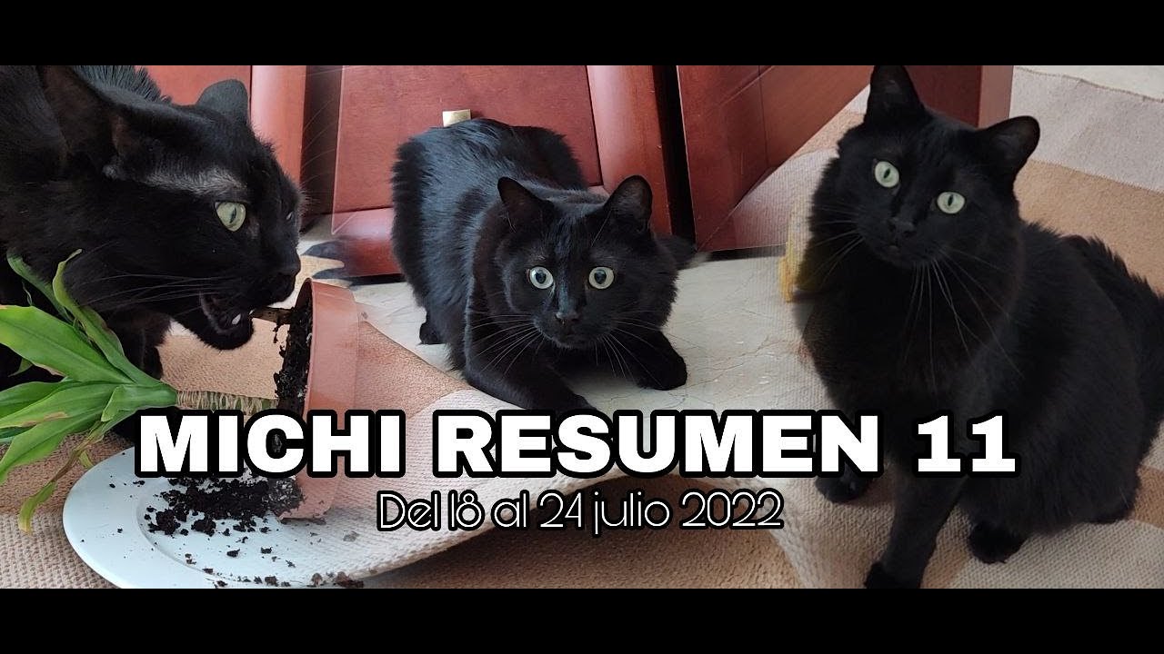 Michi resumen 11. Del 18 al 24 julio 2022 - YouTube