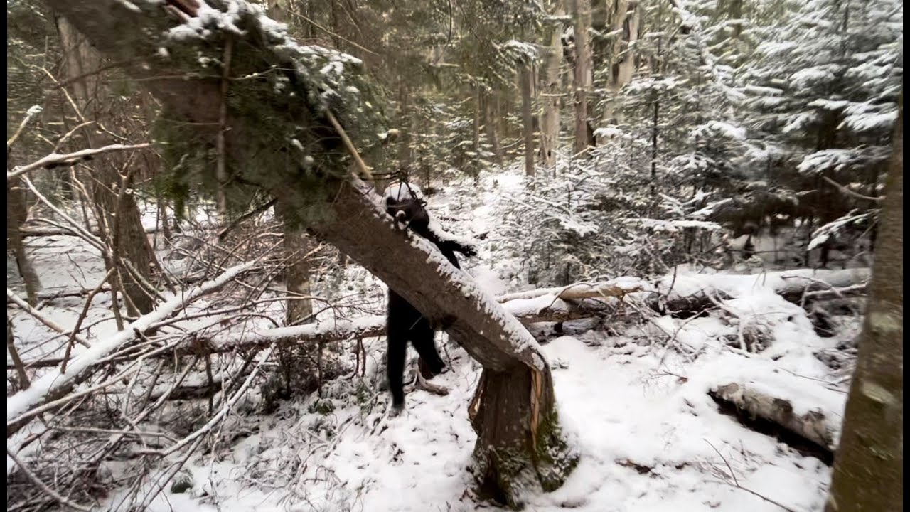 Fisher & Marten Trapping in Northern NY Part 3 - YouTube