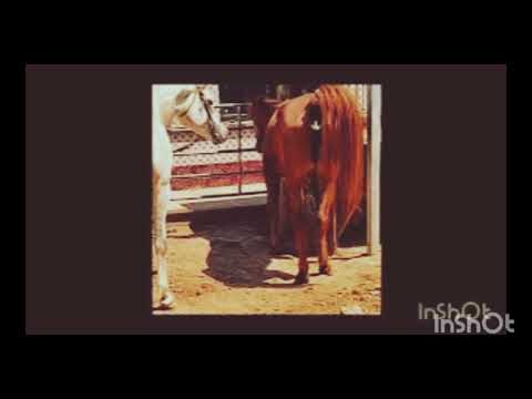 Horse breeding 🐎🐎🐎#horsemating #ferrari #breeding #viral