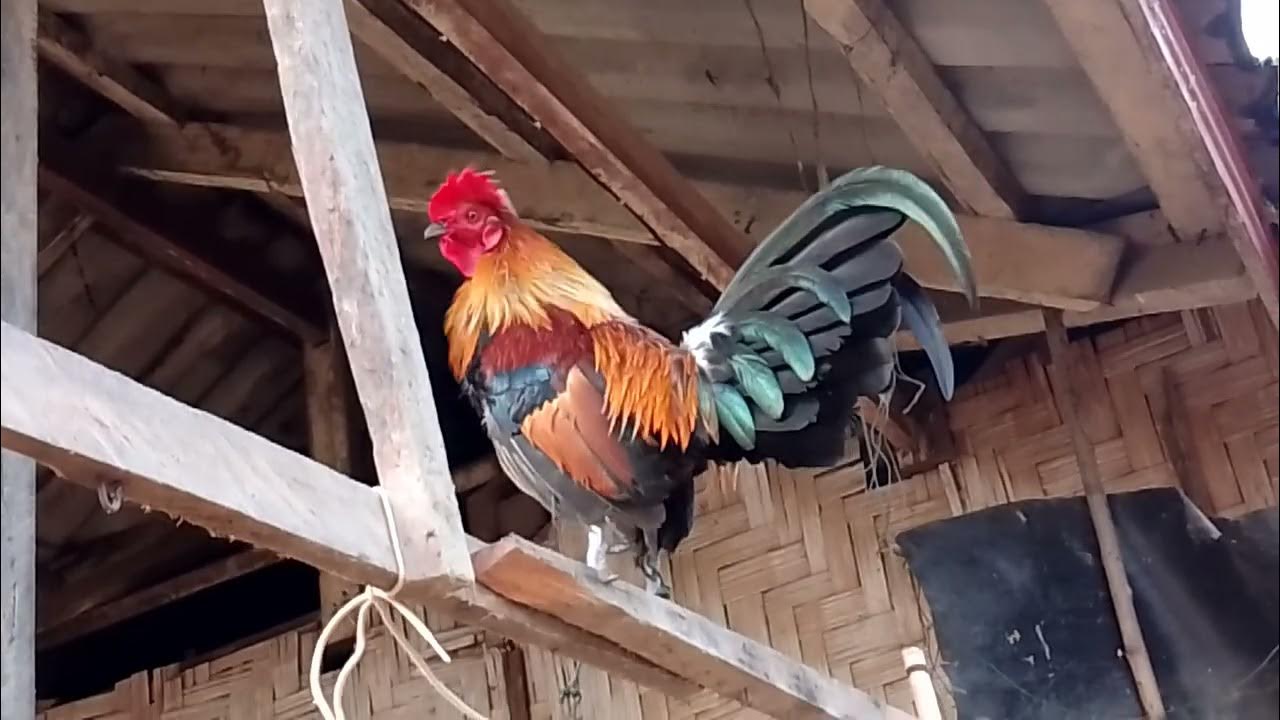 qaib qus nab 1 seev thiab zoo cuab kawg nkaus li lawm nawb cov phooj ywg nawb - YouTube