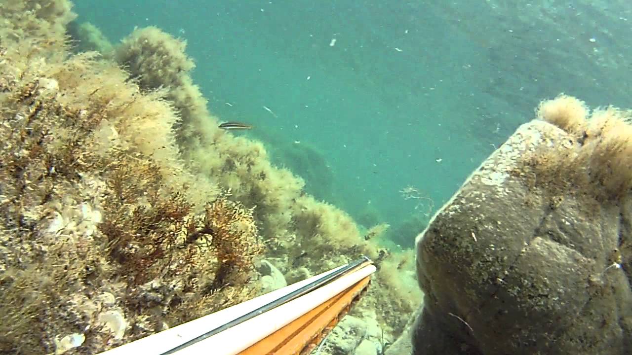 SARAGO PIZZUTO ALL'AGGUATO - YouTube