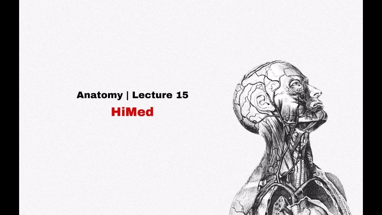 Humen structure & function | anatomy | the ear 👂 - YouTube