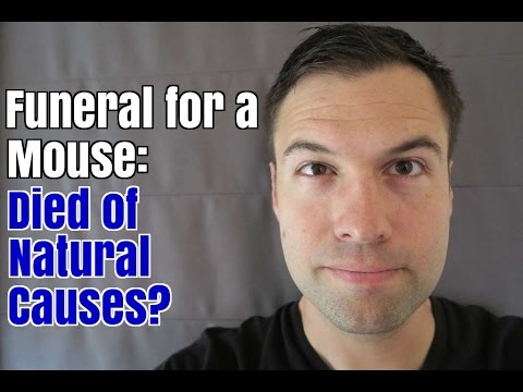 Funeral for a Mouse: Died of Natural Causes? - YouTube