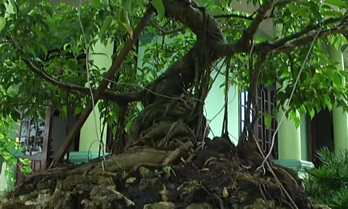 cay canh 1 - YouTube