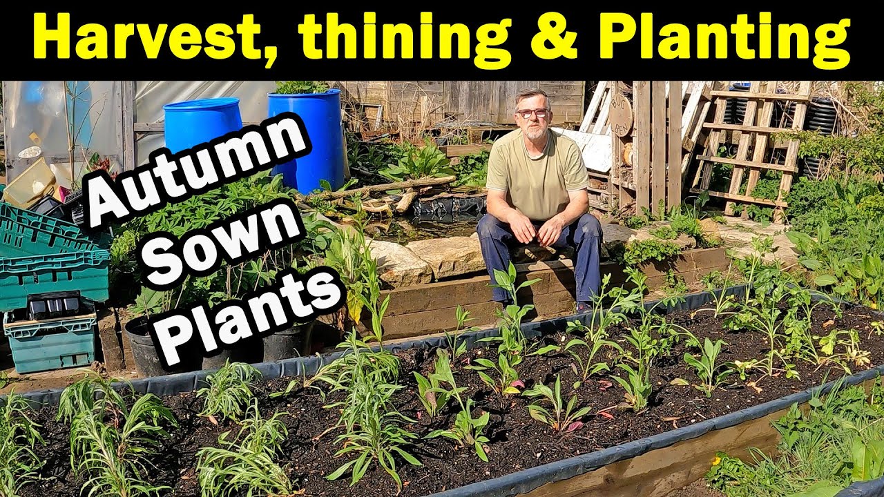 Harvest | Thinning | Planting | Autumn Sown Plants | Green Side Up ...