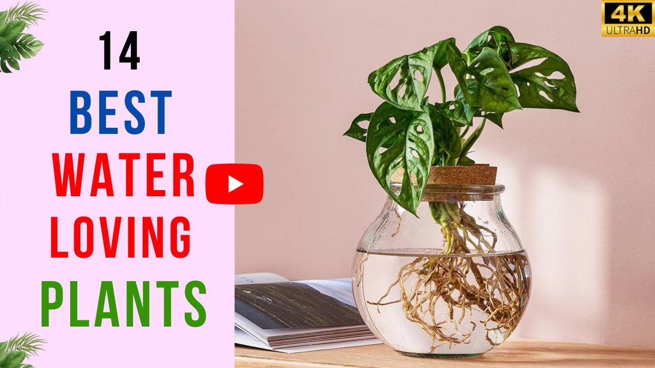 14 Best Plants That Grow Well in Water (Hydroponic Friendly) | Best ...