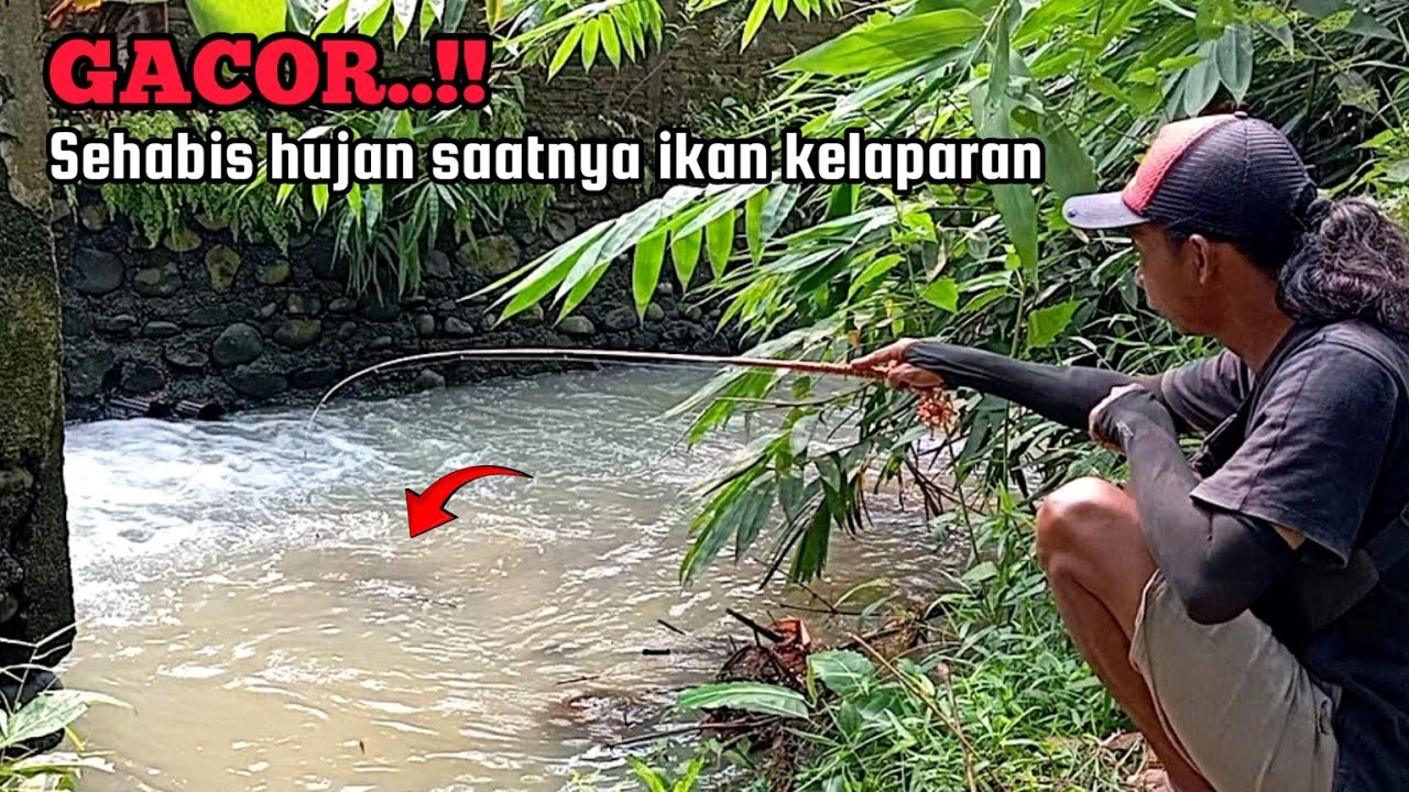 GACOR..!! MANCING WADER SEHABIS HUJAN || MANCING DI SELOKAN - YouTube