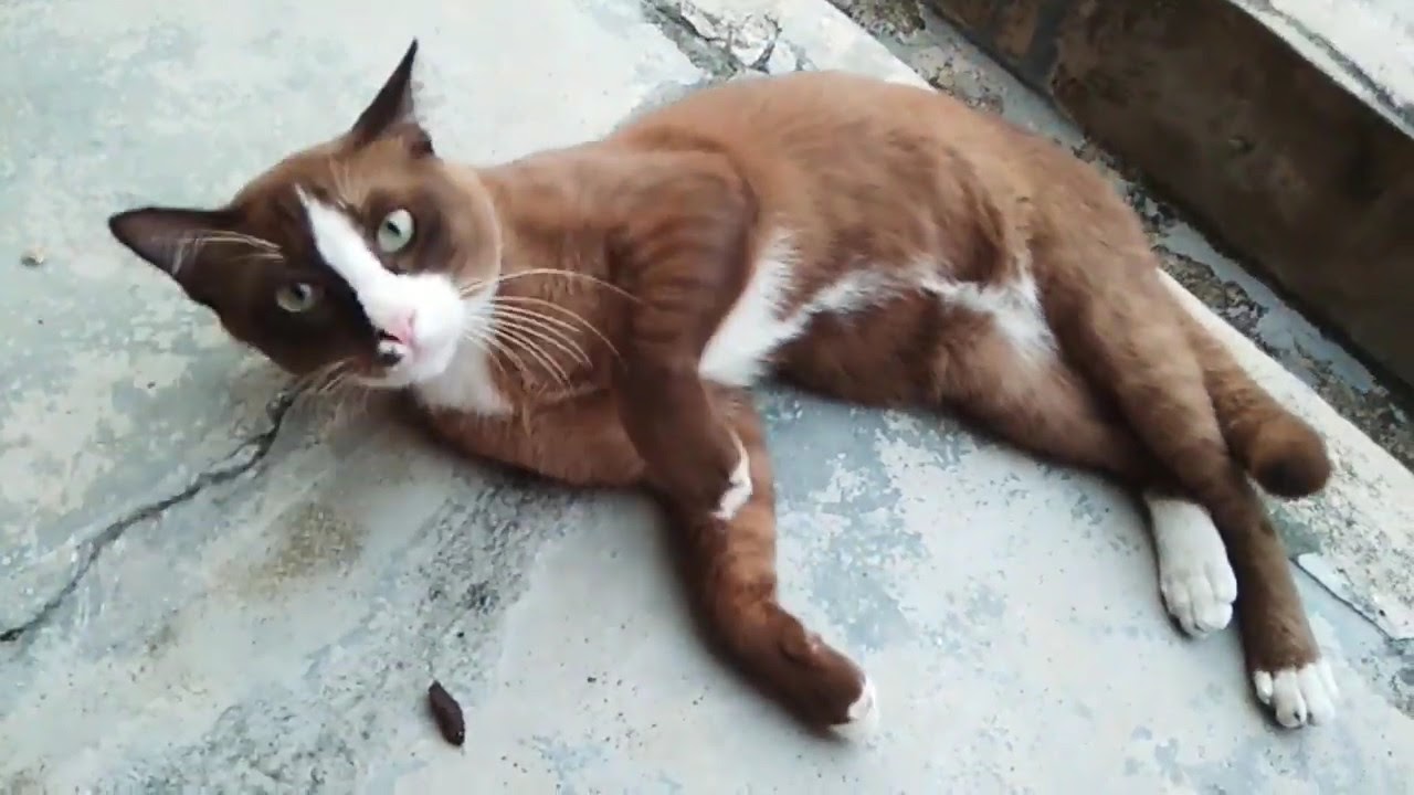 Kucing Coklat Comel di Pulau Pangkor - YouTube