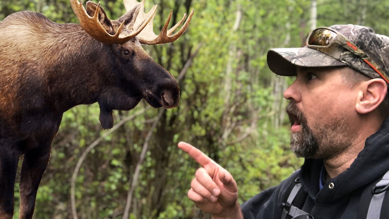 PART 2 - {UNEXPECTED} Moose Encounter while in the backcountry of ...