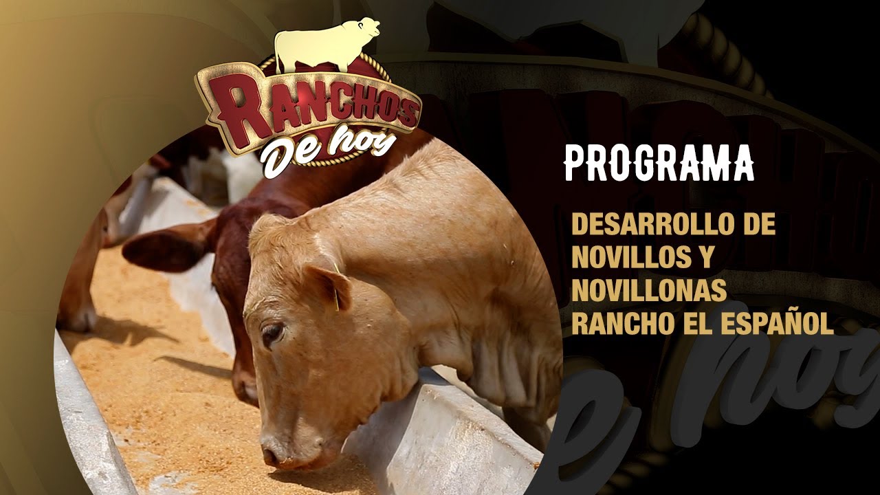 634. Beefmaster | Desarrollo de novillos y novillonas | Rancho el ...