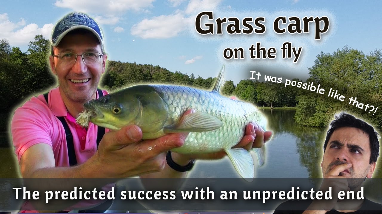 Grass Carp Fly Patterns