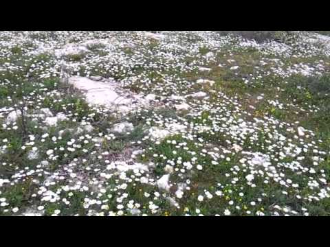 Sadece 30 saniyede Muhteşem PAPATYA DENİZİNİ izleyin.